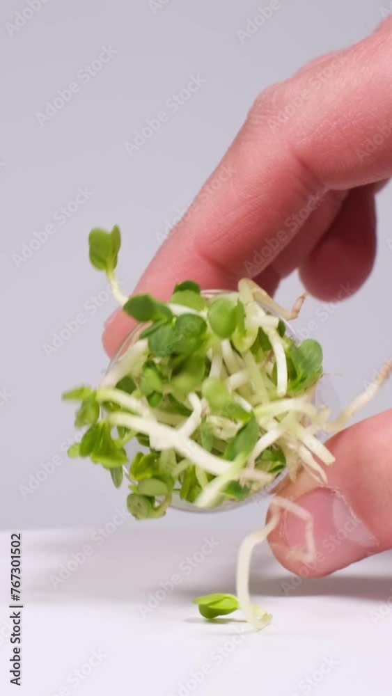 Slow motion of male hand pouring green radish sprouts against white ...
