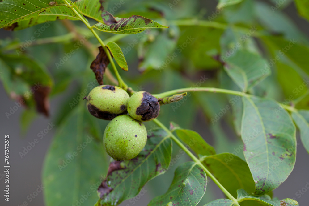 Juglans Regia - Walnut tree affected by bacterial disease - black spots ...