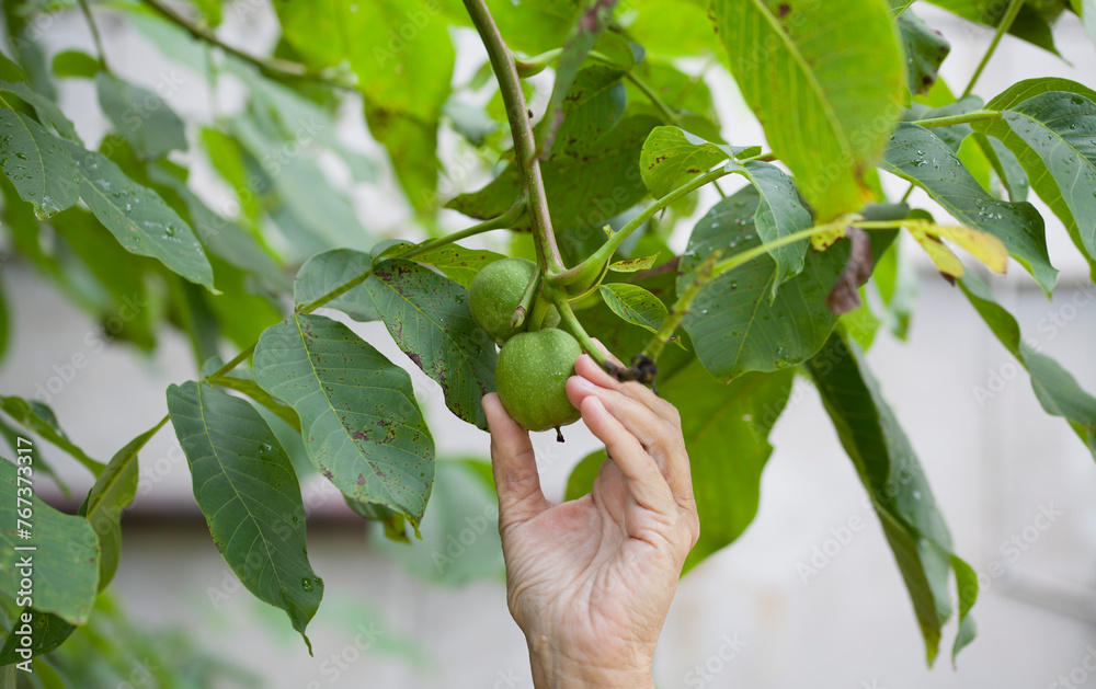 Juglans Regia - Walnut tree affected by bacterial disease - black spots ...