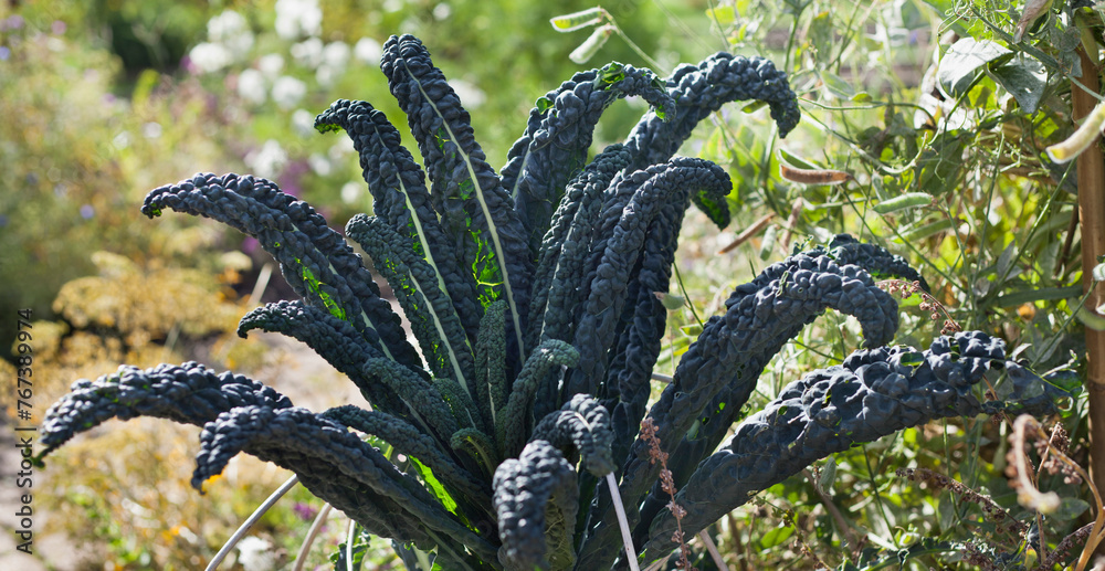 Lacinato kale - called cavolo nero, literally black cabbage, is a ...