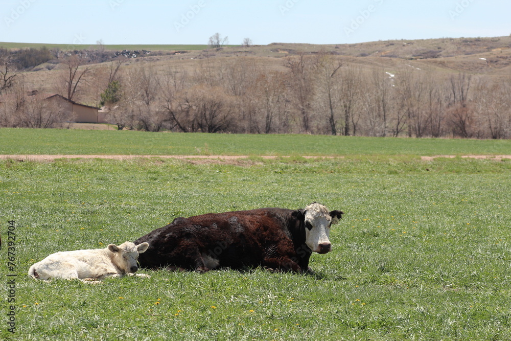 Cattle resting in field with grasses. Green grass and animals in ...