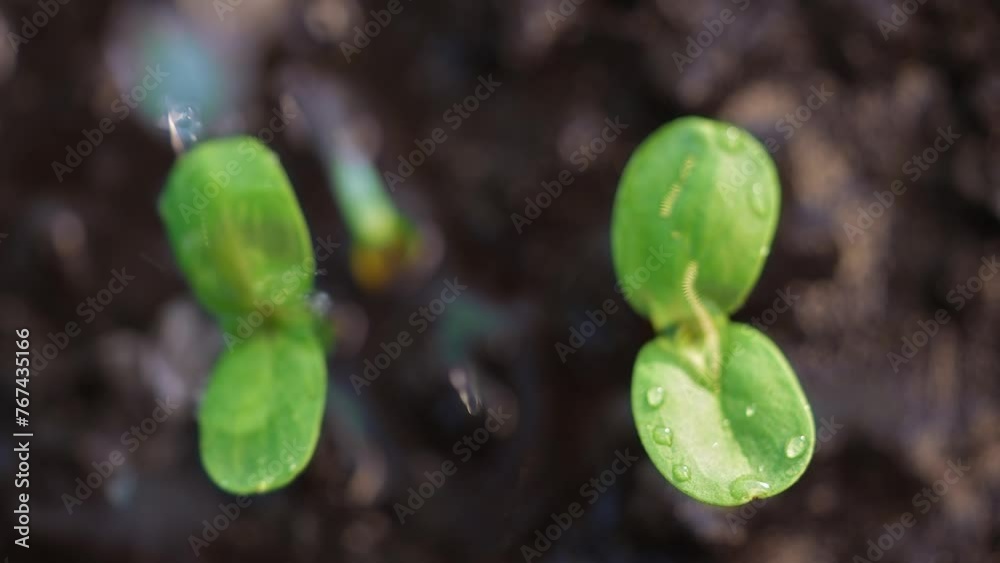 Vidéo Stock Agriculture. two green sprout in the soil watering water ...