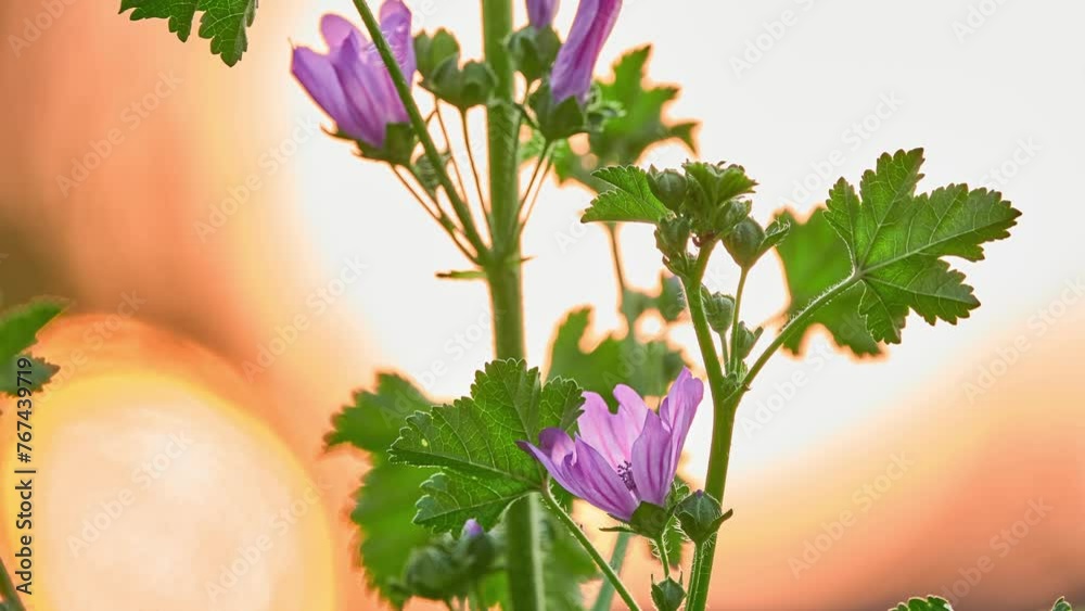 Malva sylvestris is species of common mallow genus Malva in family of ...
