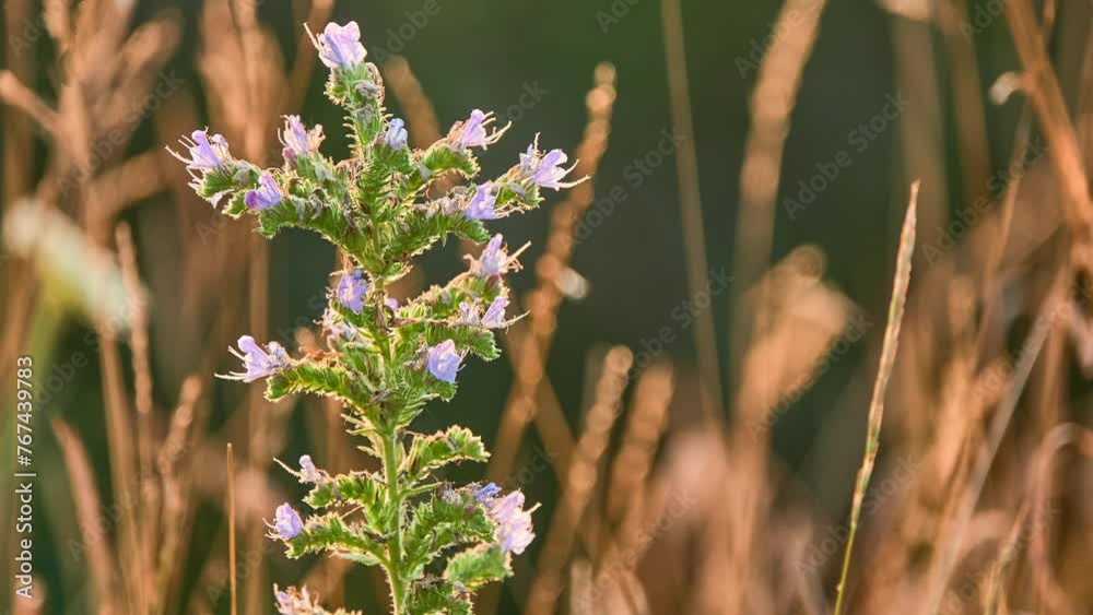 Vidéo Stock Echium vulgare — known as viper's bugloss and blueweed — is ...
