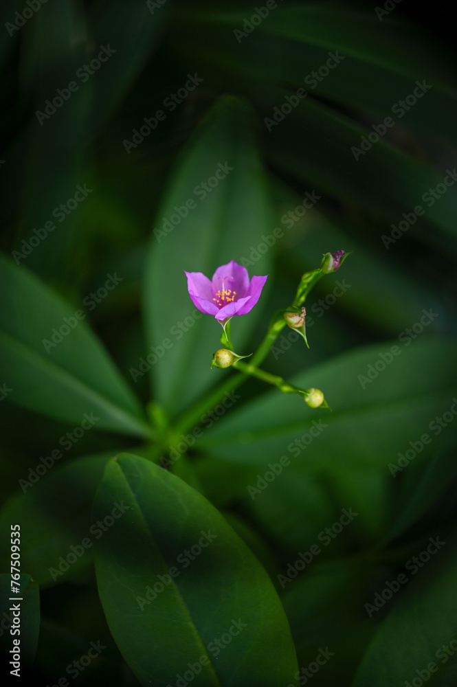 pink and green, Talinum fruticosum flower, commonly known as Ceylon ...