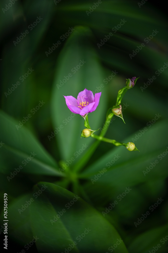 pink and green, Talinum fruticosum flower,commonly known as Ceylon ...