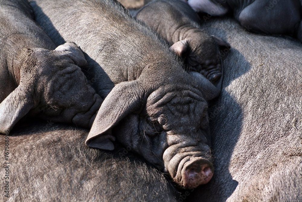 "Sow Serenity: Basking in the Tranquil Aura and Comforting Grunts of ...