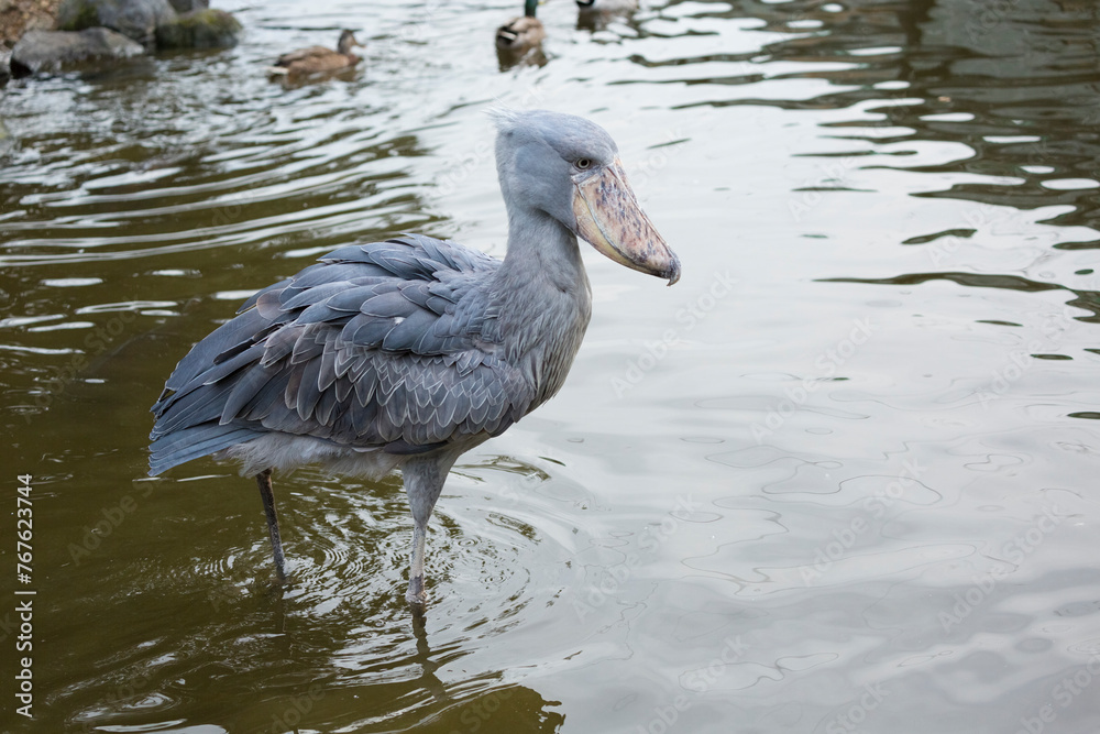 Shoebill stork is walking in the pond slowly. It is also known as the ...