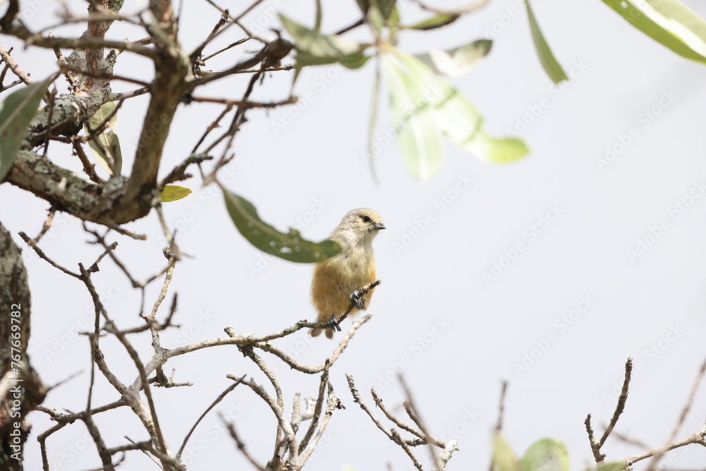 The grey penduline tit (Anthoscopus caroli), also known as the African ...