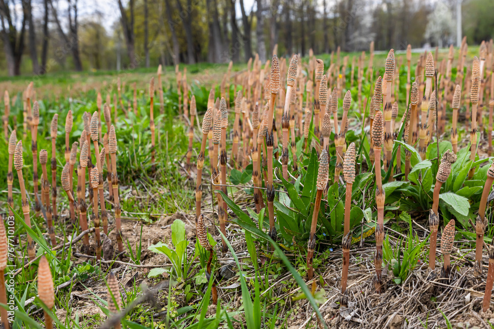 Equisetum arvense, the field horsetail or common horsetail, is an ...
