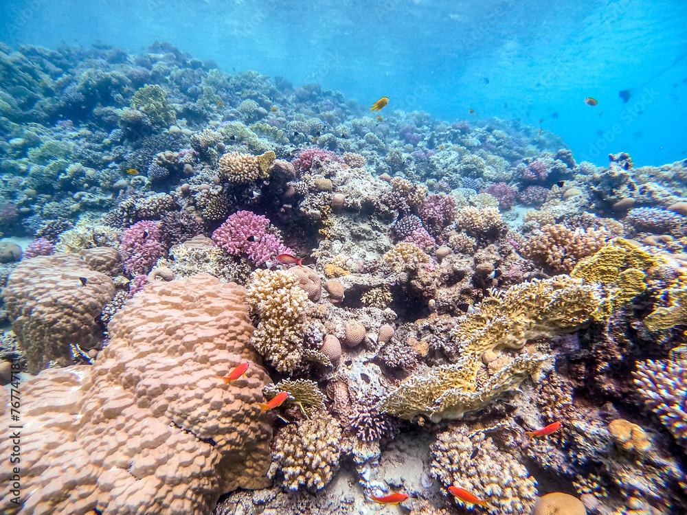 Underwater life of reef with corals, shoal of Lyretail anthias ...