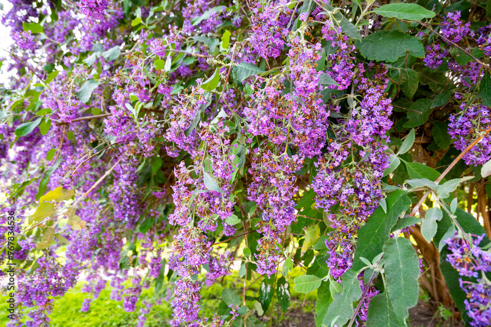 Buddleja davidii (spelling variant Buddleia davidii), also called ...