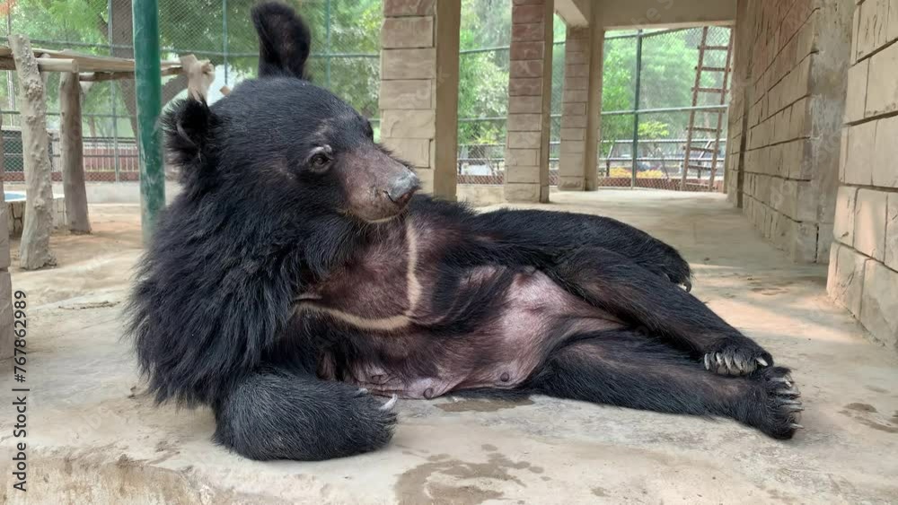 Beautiful Female Black Bear In DG Khan Zoo. Asiatic black bear or ...