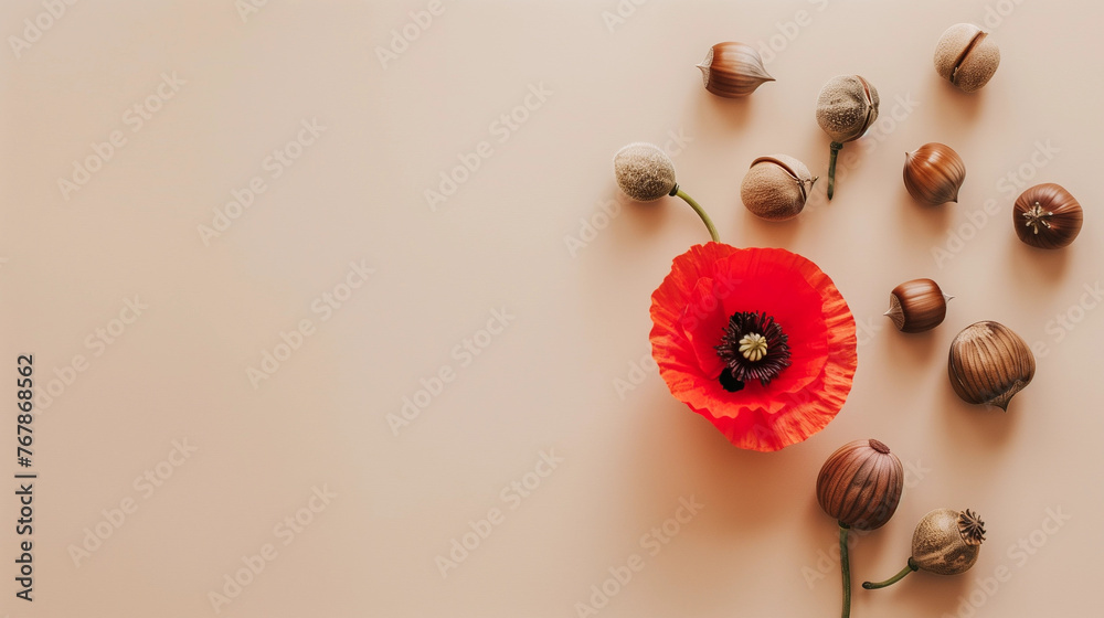 ANZAC flat lay Red poppy flower gumnuts on table Remembrance day in ...