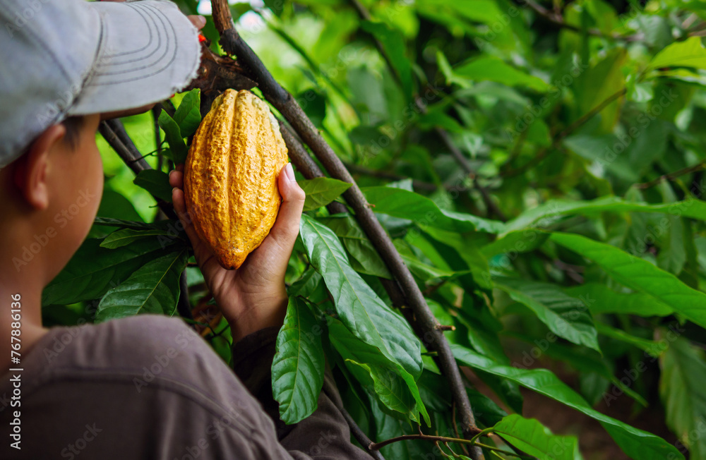 Cocoa farmer use pruning shears to cut the cocoa pods or fruit ripe ...