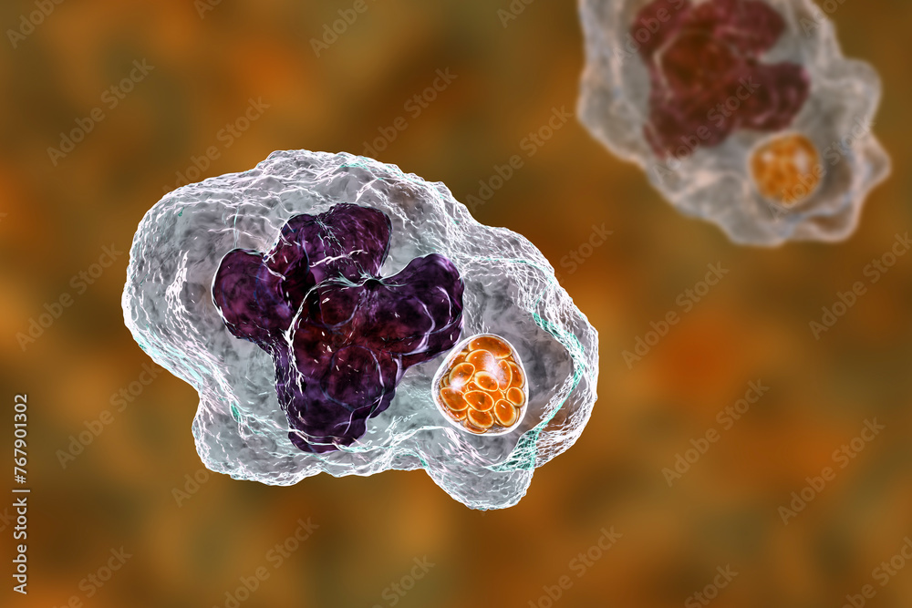 Ehrlichia bacteria morula within macrophages, 3D illustration Stock ...