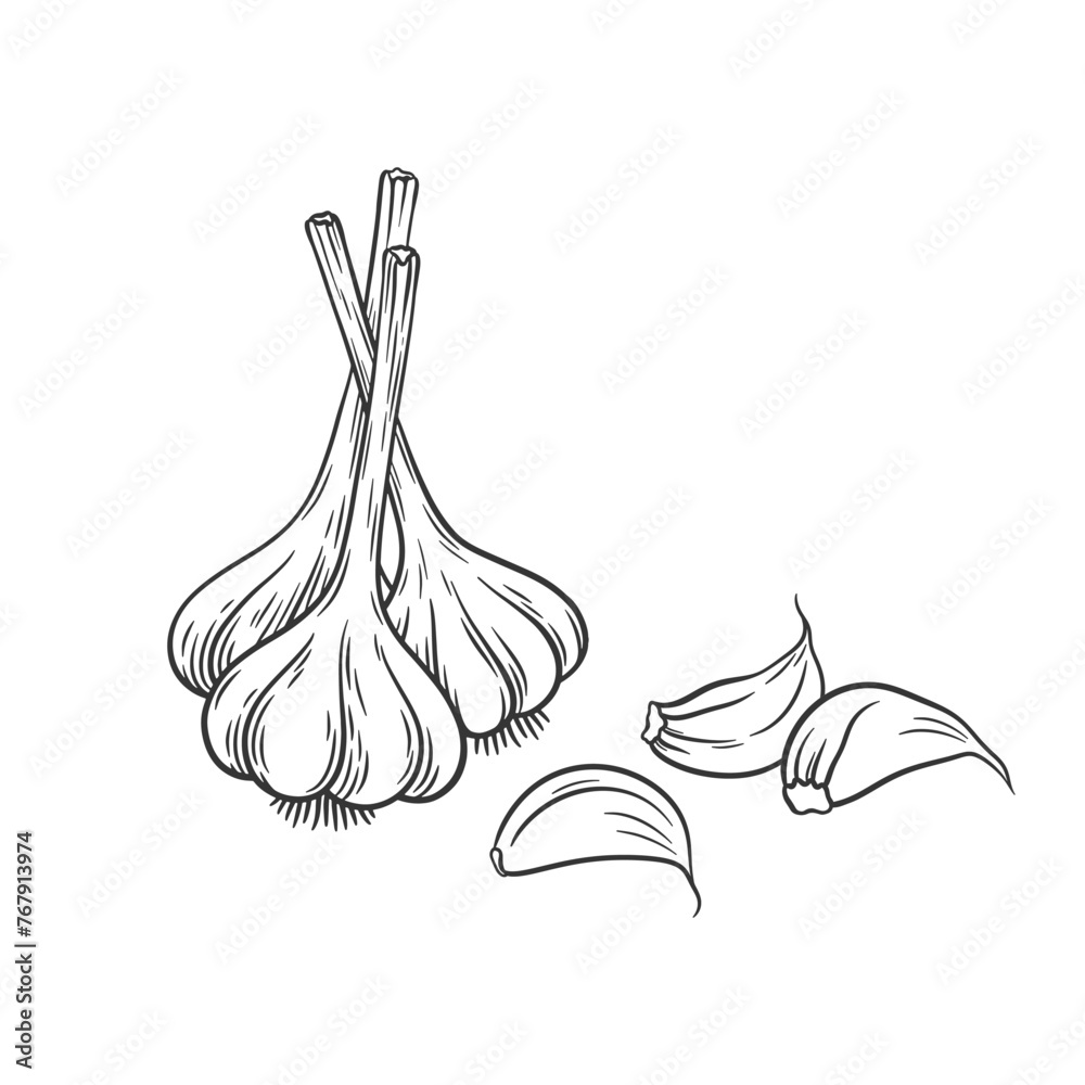 Vector outline garlic illustration. Sketch garlic. Bunch of garlic ...