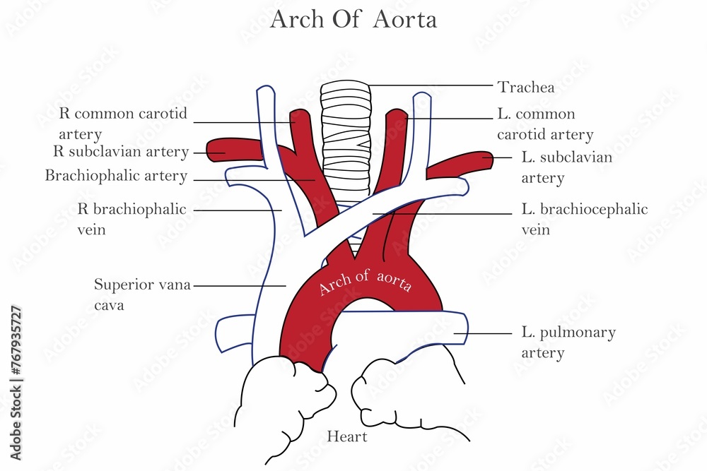 Detailed diagram of the human heart and arch of aorta Stock ...