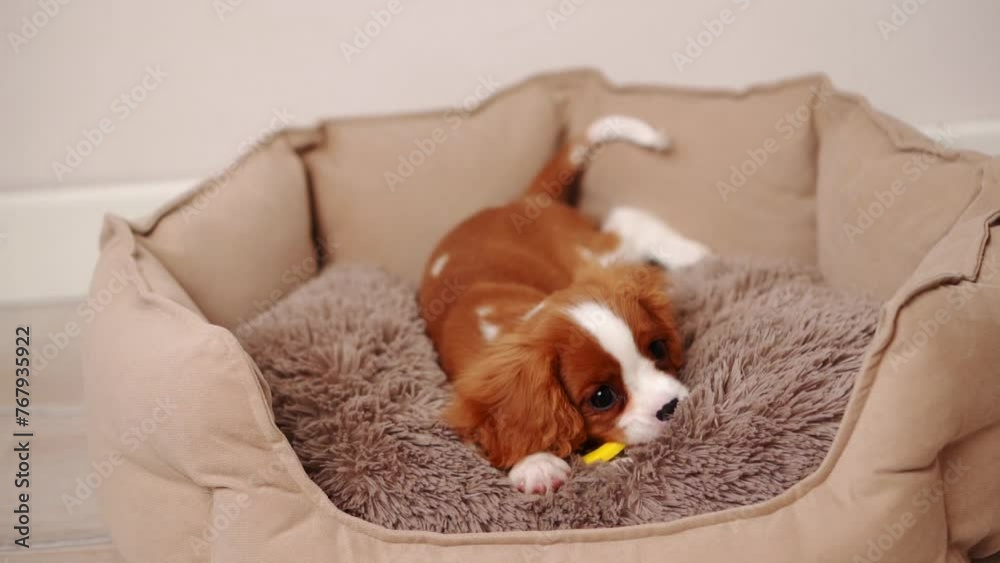 Vidéo Stock Funny Cavalier King Charles Spaniel dog puppy chewing his ...