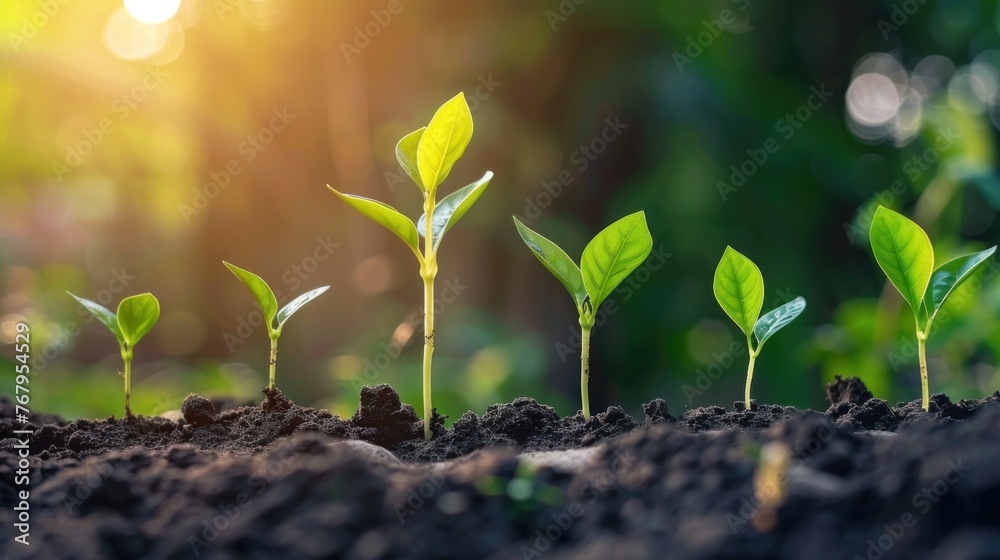 Sequential growth stages of plants in fertile soil with natural green ...