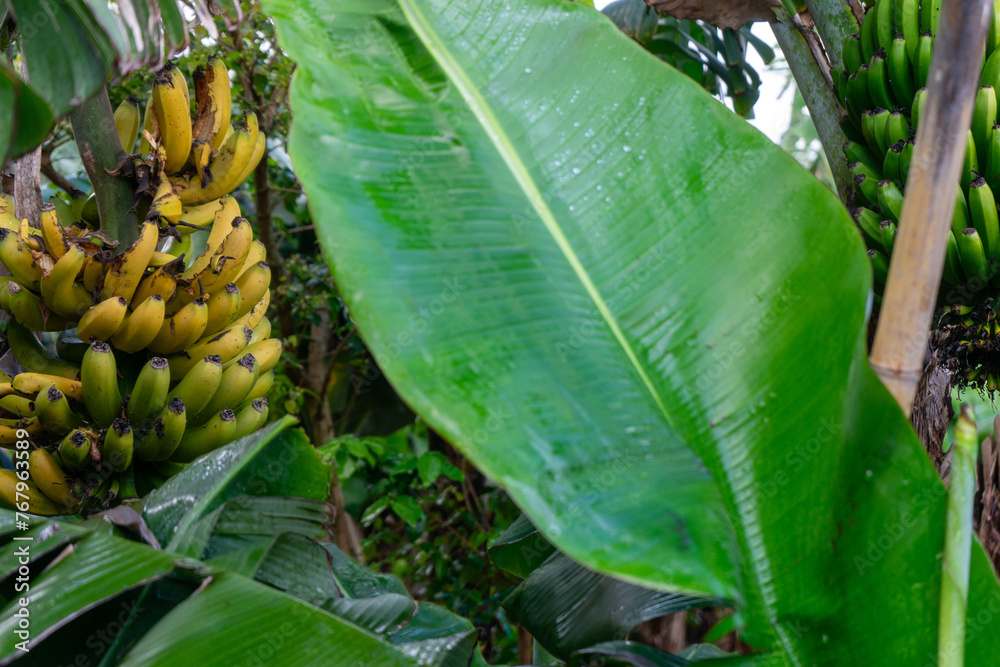 Assorted bananas on the vine, showcasing the stages of ripening, set ...