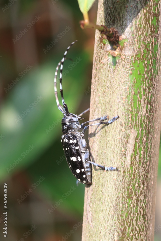 Anoplophora chinensis, the citrus long-horned beetle, is a long-horned ...