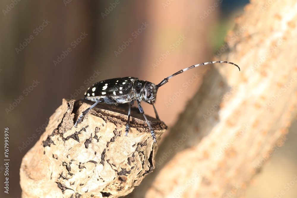 Anoplophora chinensis, the citrus long-horned beetle, is a long-horned ...