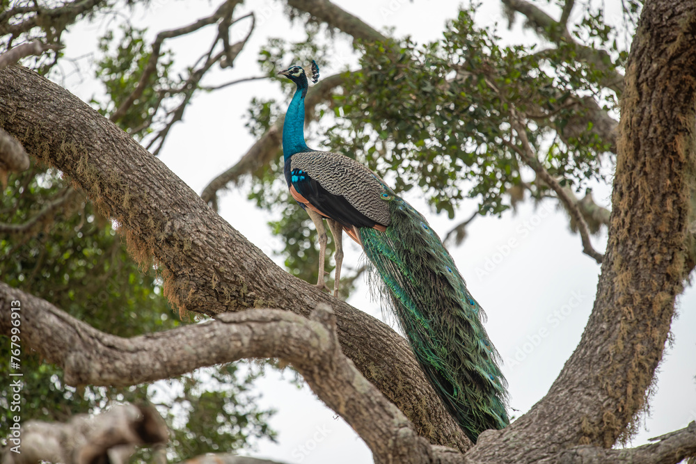 Peacock is the name given to two species of birds from the Pavo genus ...