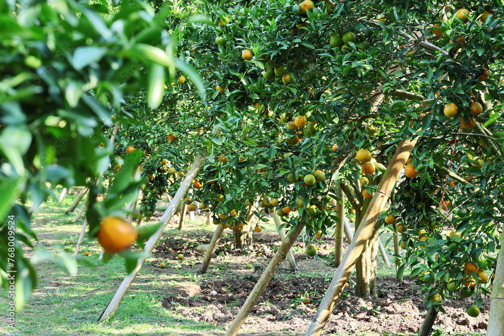 Tangerines in the farm that are grown organically. A tangerine tree ...