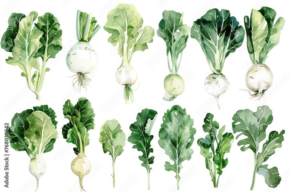 Farmfresh watercolor collection of turnips, collard greens, and endive ...