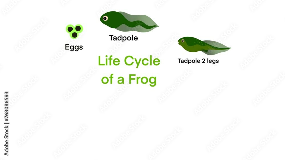 The life cycle of a frog, Frog Life Cycle Set, frog life cycle ...