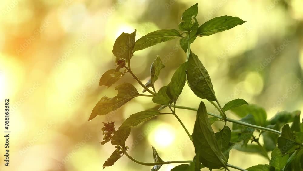 Basil (Ocimum basilicum), also called great basil, is culinary herb of ...
