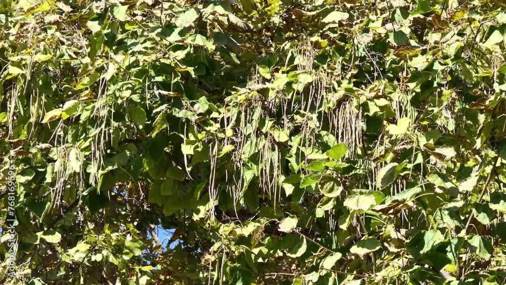 Vidéo Stock Catalpa ovata, the yellow catalpa or Chinese catalpa, is a ...