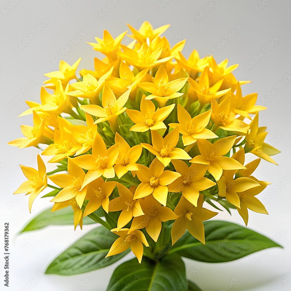 Capture the vibrant spirit of summer with a cluster of yellow Pentas ...