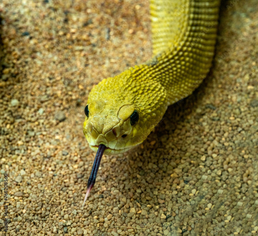 Poster Mexican West Coast Rattlesnake or Mexican Green Rattler ...
