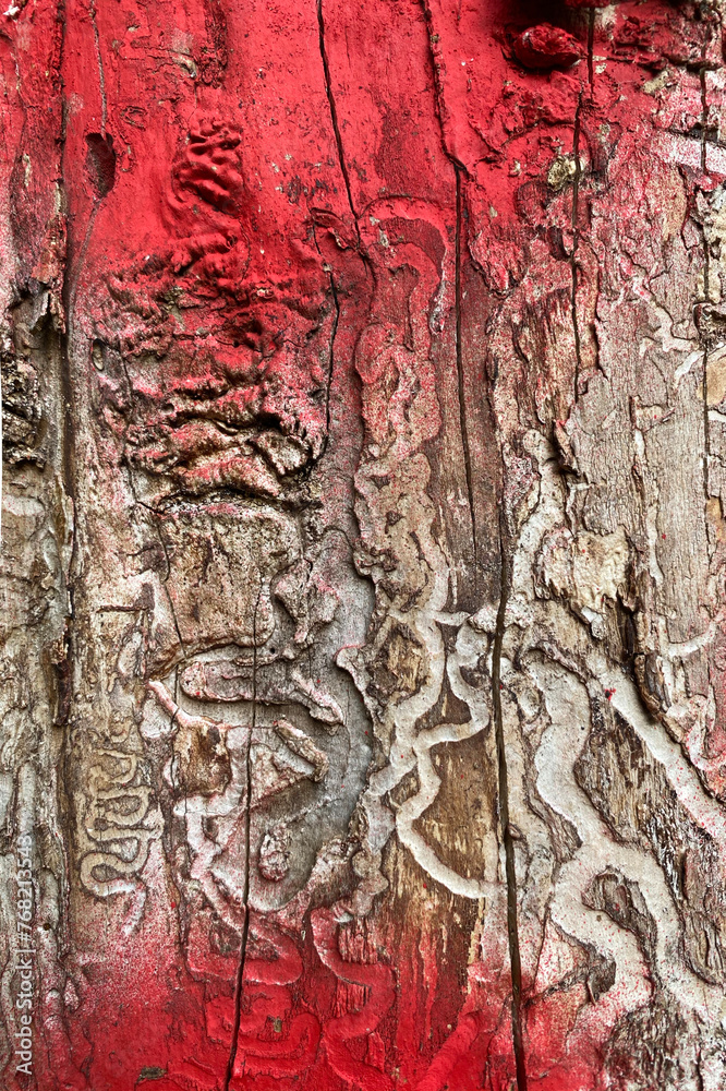 Damage made by the emerald ash borer insect on the bark of a mature ...
