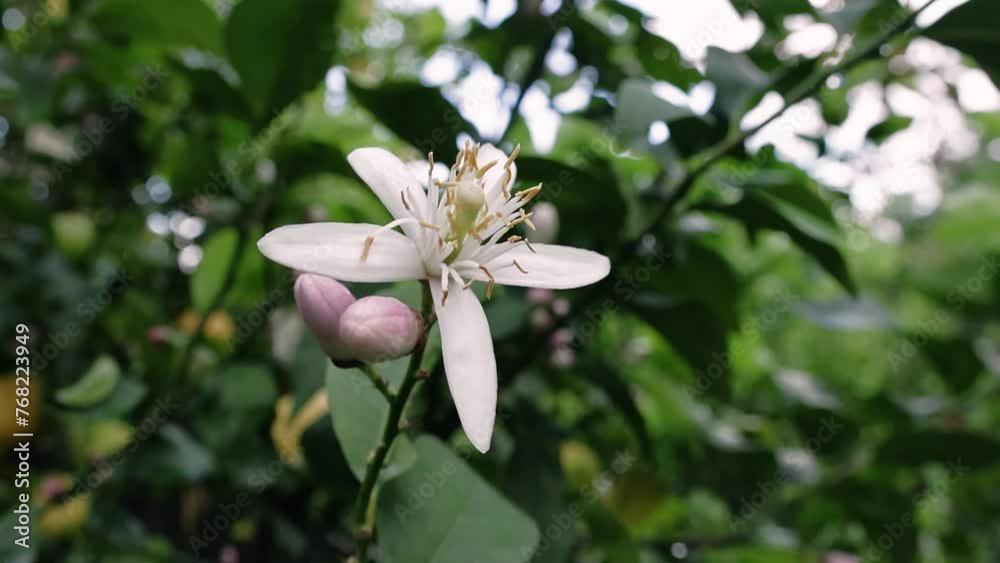 Close-up of orange, flower in wind, symbolizes life's fragility. Orange ...