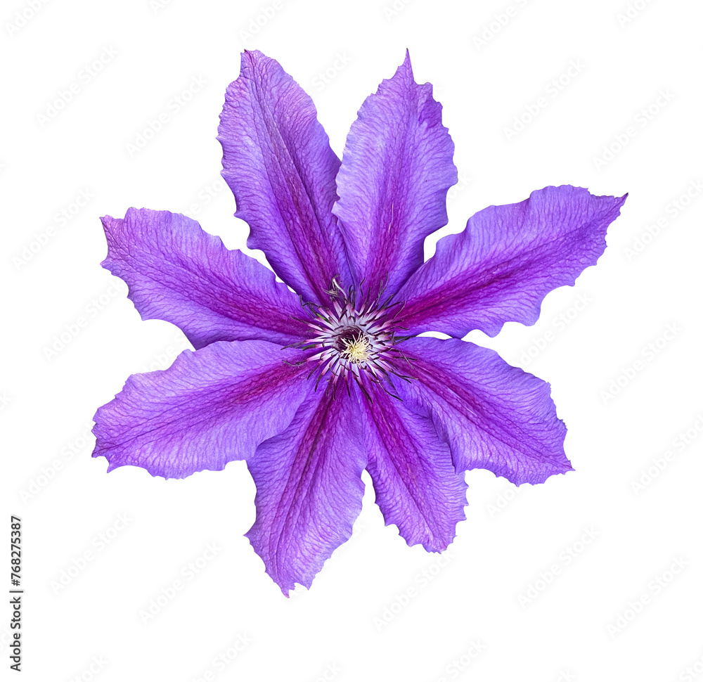 Beautiful purple Clematis flower isolated on a transparent background ...