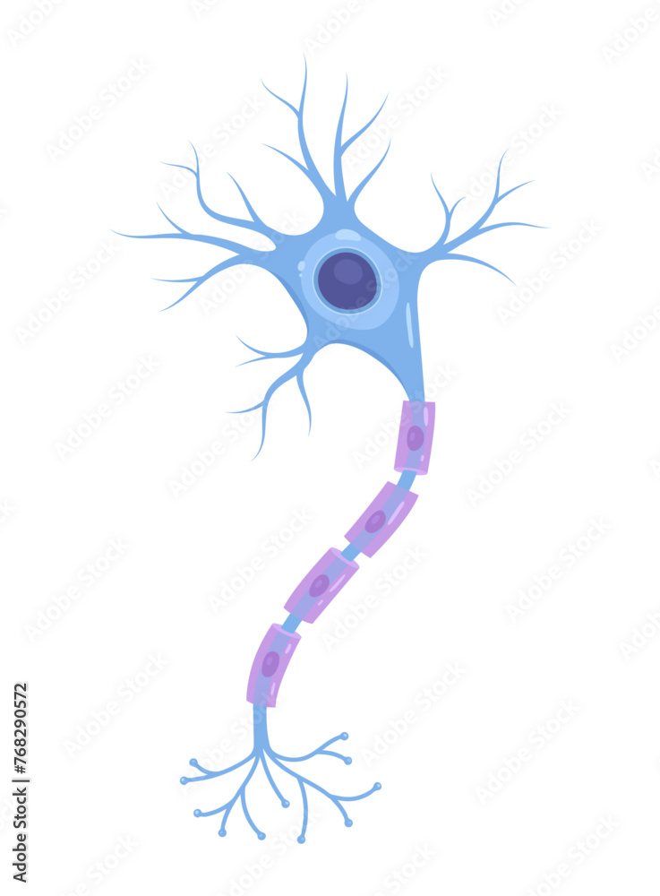 Vector Illustration of neuron anatomy (nerve cell axon and myelin ...