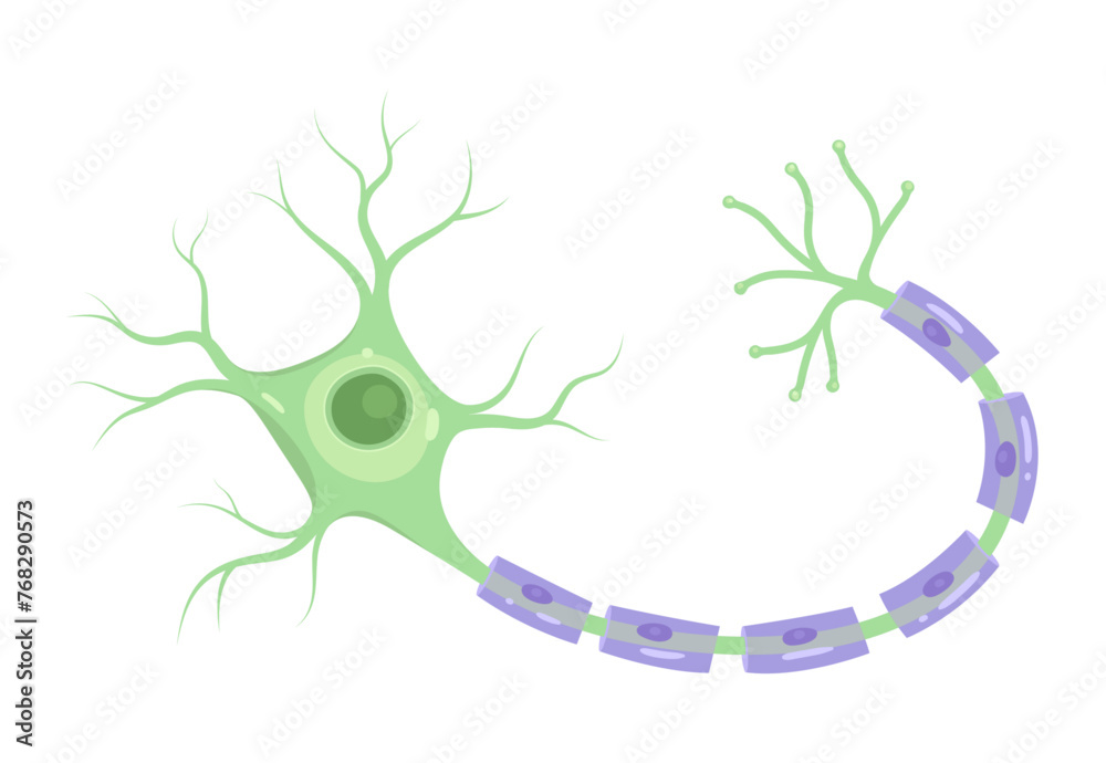Vector Illustration of neuron anatomy (nerve cell axon and myelin ...