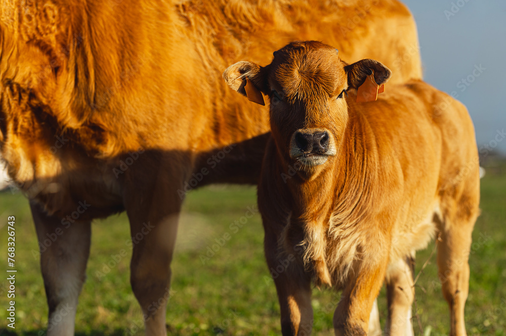 asturian mountain cow calf with its mother looking curiously at the ...