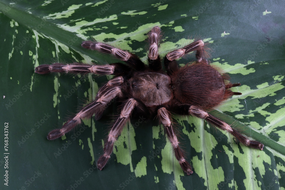 The Brazilian Red and White Tarantula (Nhandu chromatus) is tarantula ...