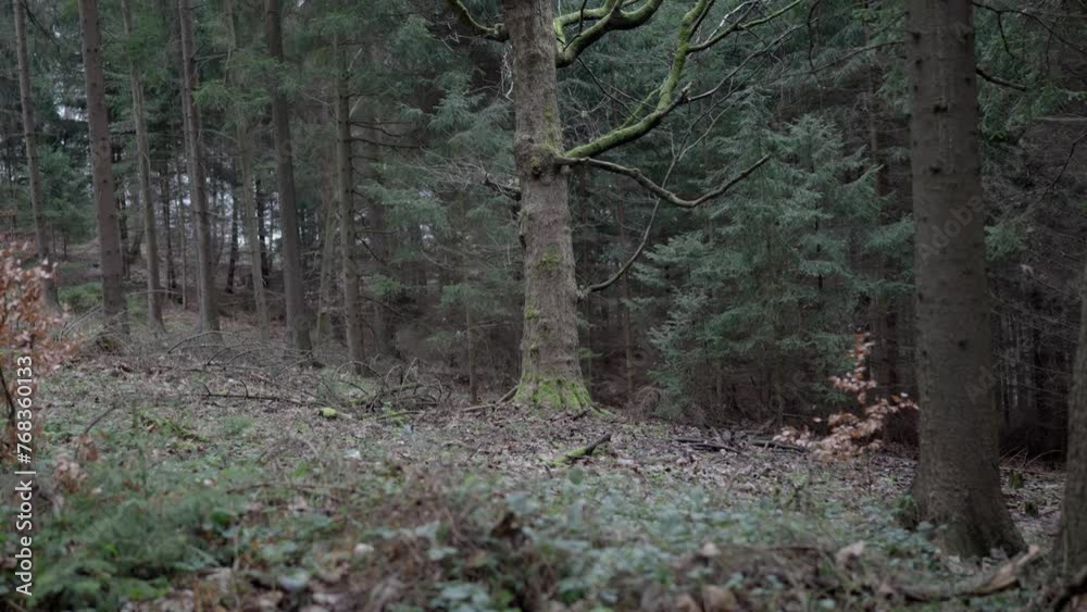 Scary tree standing alone in the forest. Strange branches scare passing ...