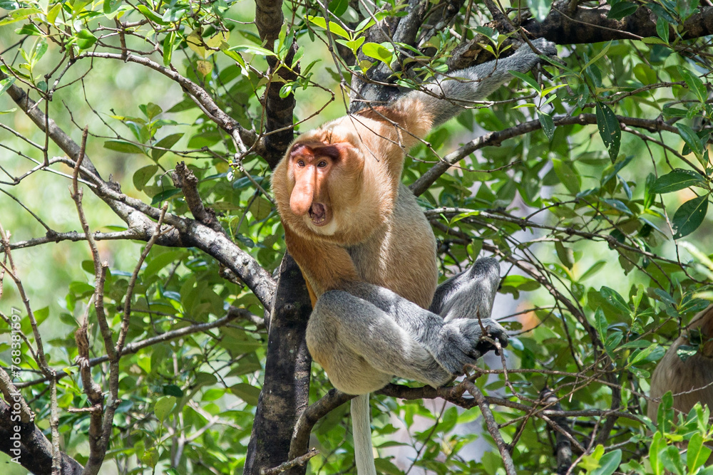 The proboscis monkey (Nasalis larvatus) or long-nosed monkey is a ...