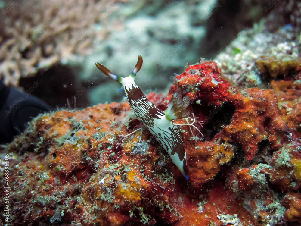 Colorful Nudibranch on Coral Reef. A vibrant nudibranch glides across a ...