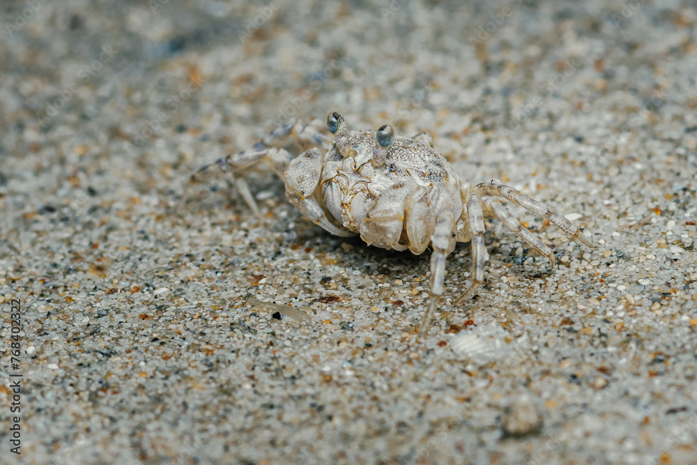 Sand Crab bubblers appear on the sand of the beach, Balls of sand made ...