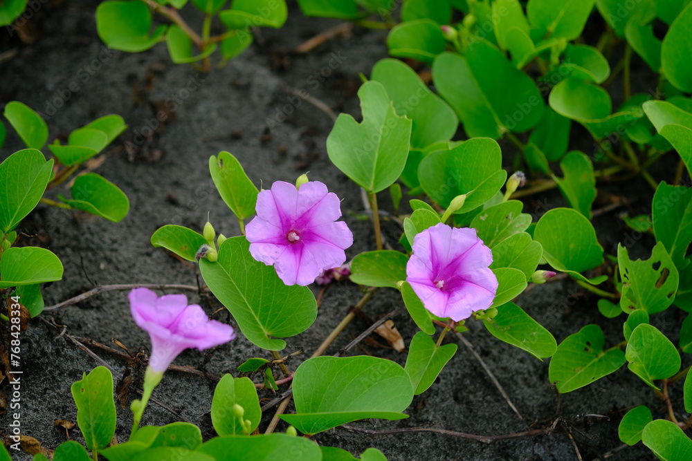 Katang-katang or Tapak Kuda is a creeping plant that is often found on ...