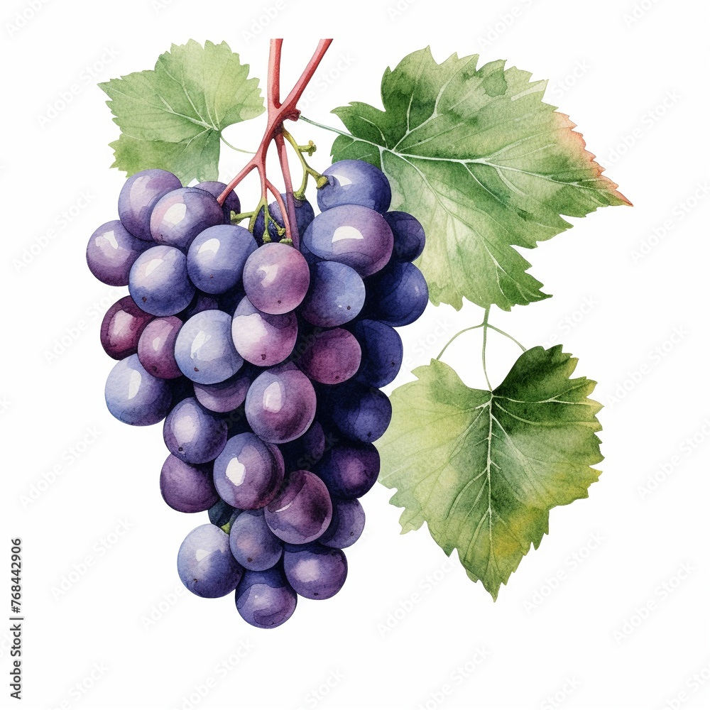 Grapes clipart, watercolor illustration clipart, 1500s, isolated on ...