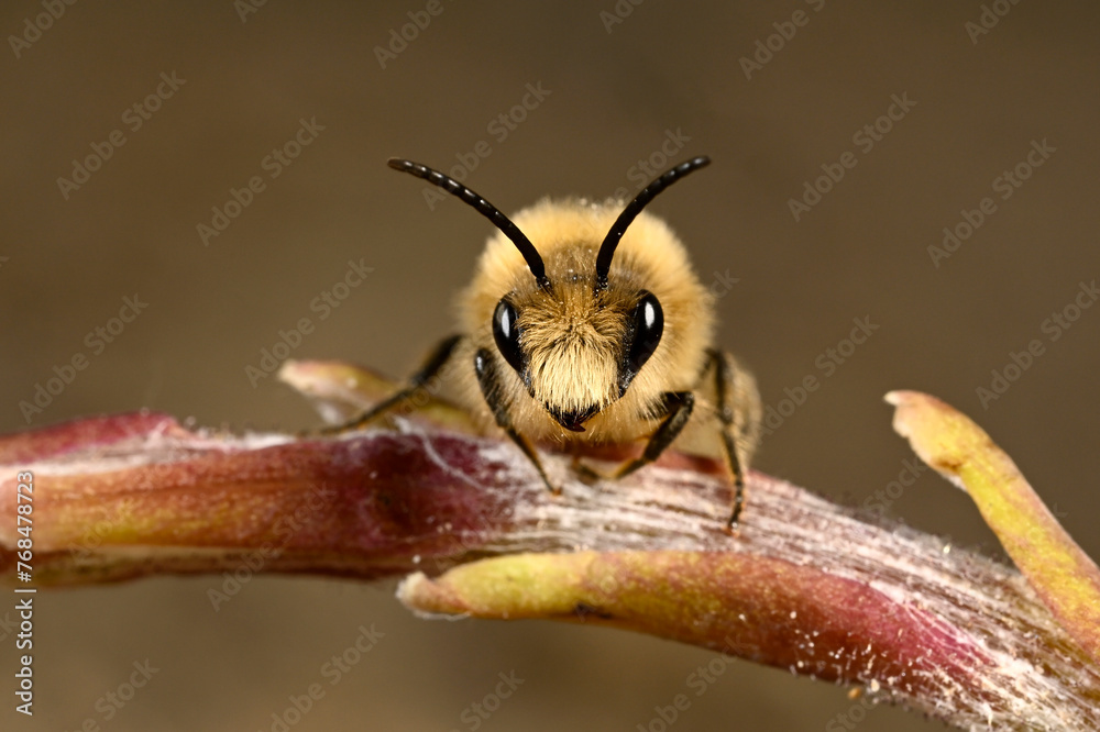 Spring mining bee (Colletes cunicularius) on Coltsfoot // Frühlings ...
