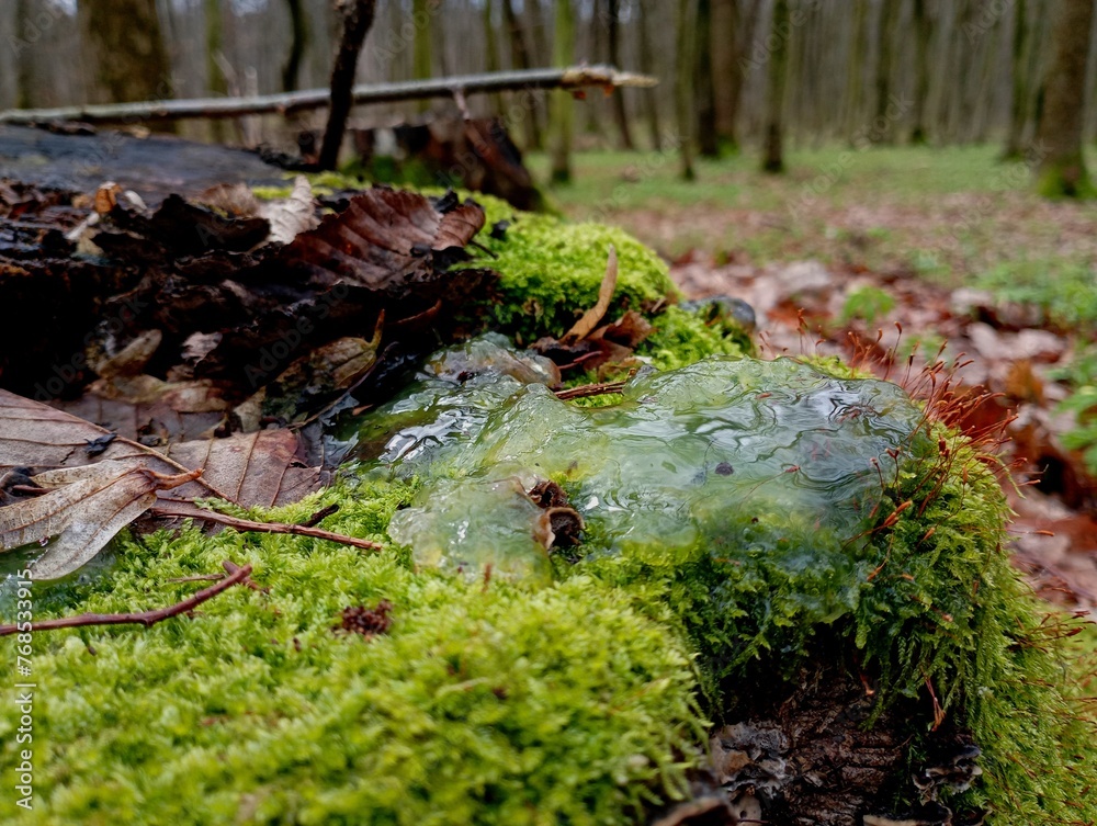 Forest spring texture transparent slime mushroom growing on green moss ...